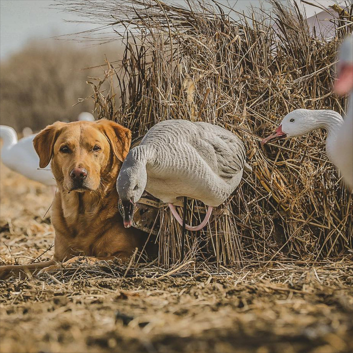 TSS Waterfowl – VerdictAmmunition